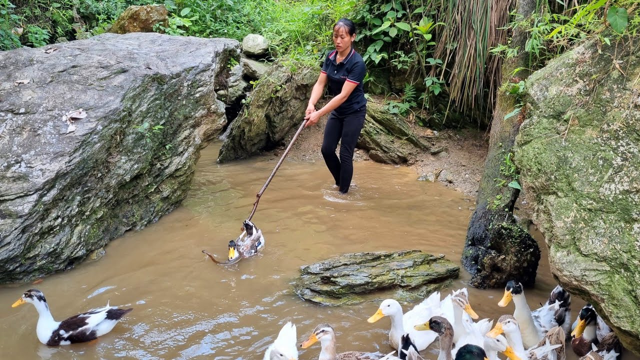 Duck Attacked by Venomous Snake | Lý Thị Viện - YouTube