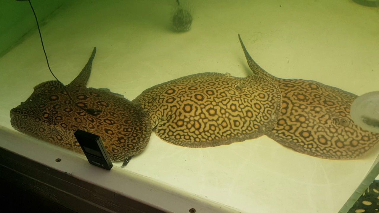 Black Diamond Stingray Update 3/30/2017 - YouTube