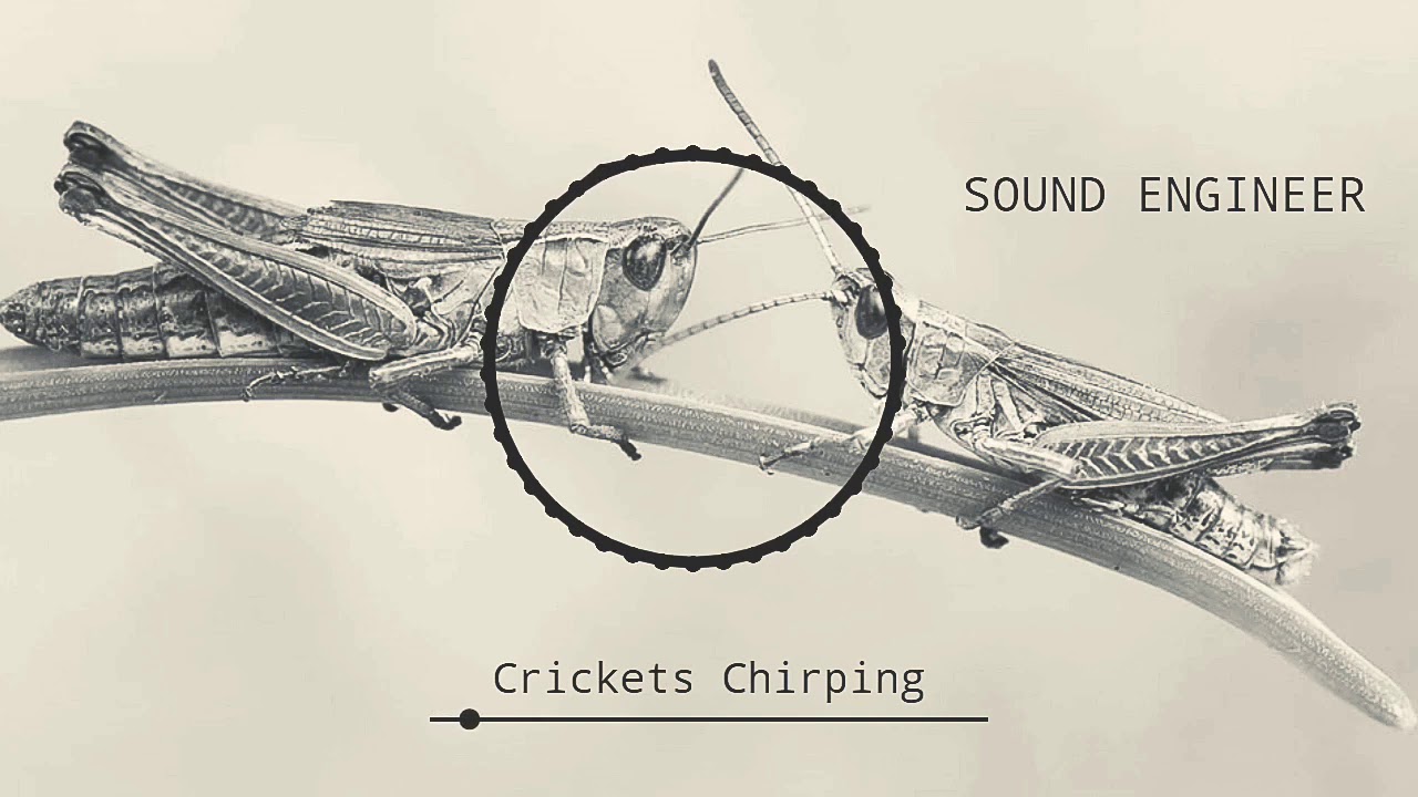 [Use Headphones]Crickets Chirping sound | sound engineer - YouTube