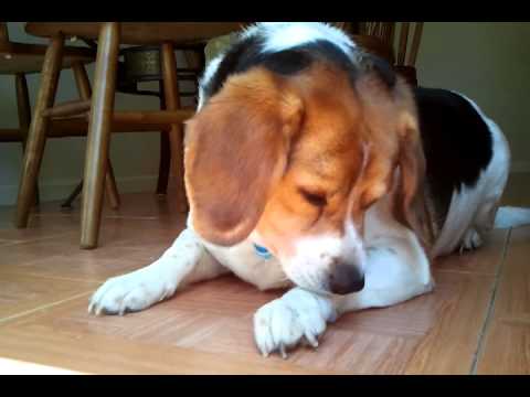 Fat beagle - YouTube