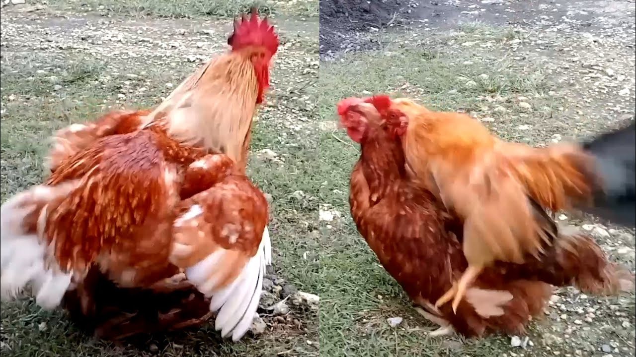 the funniest moments of the little rooster & the big hen part 69 - YouTube