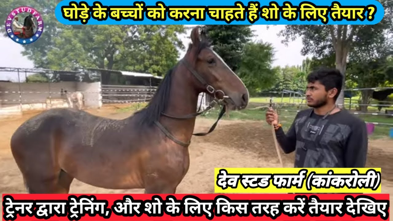 Horse Training For Show || Dev Stud farm - YouTube