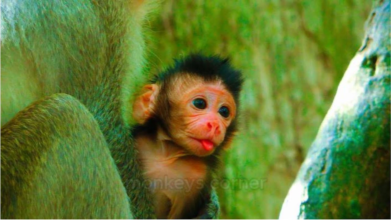 A lovely newborn baby, How a beautiful baby monkey’s face ...