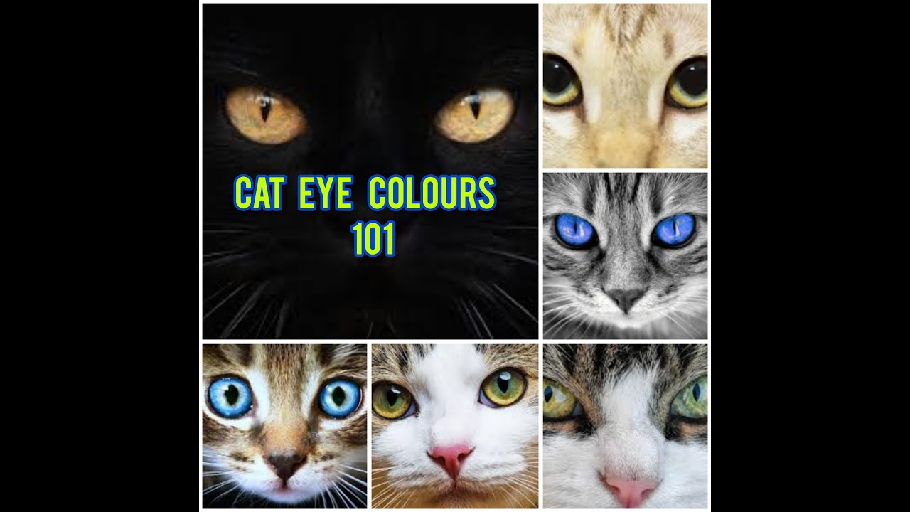 Cat eye colours 101 | Rare And Common Cat Eye Colours 👀 - YouTube