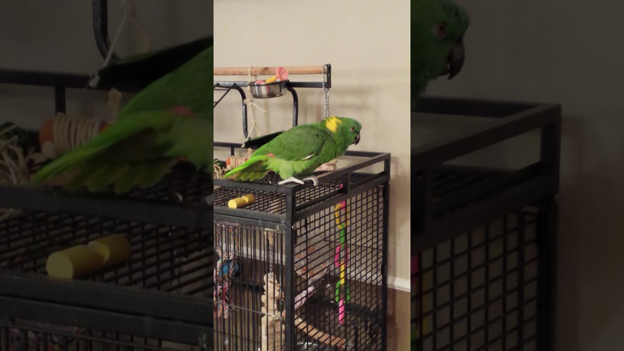 Amazon parrot laughing - YouTube