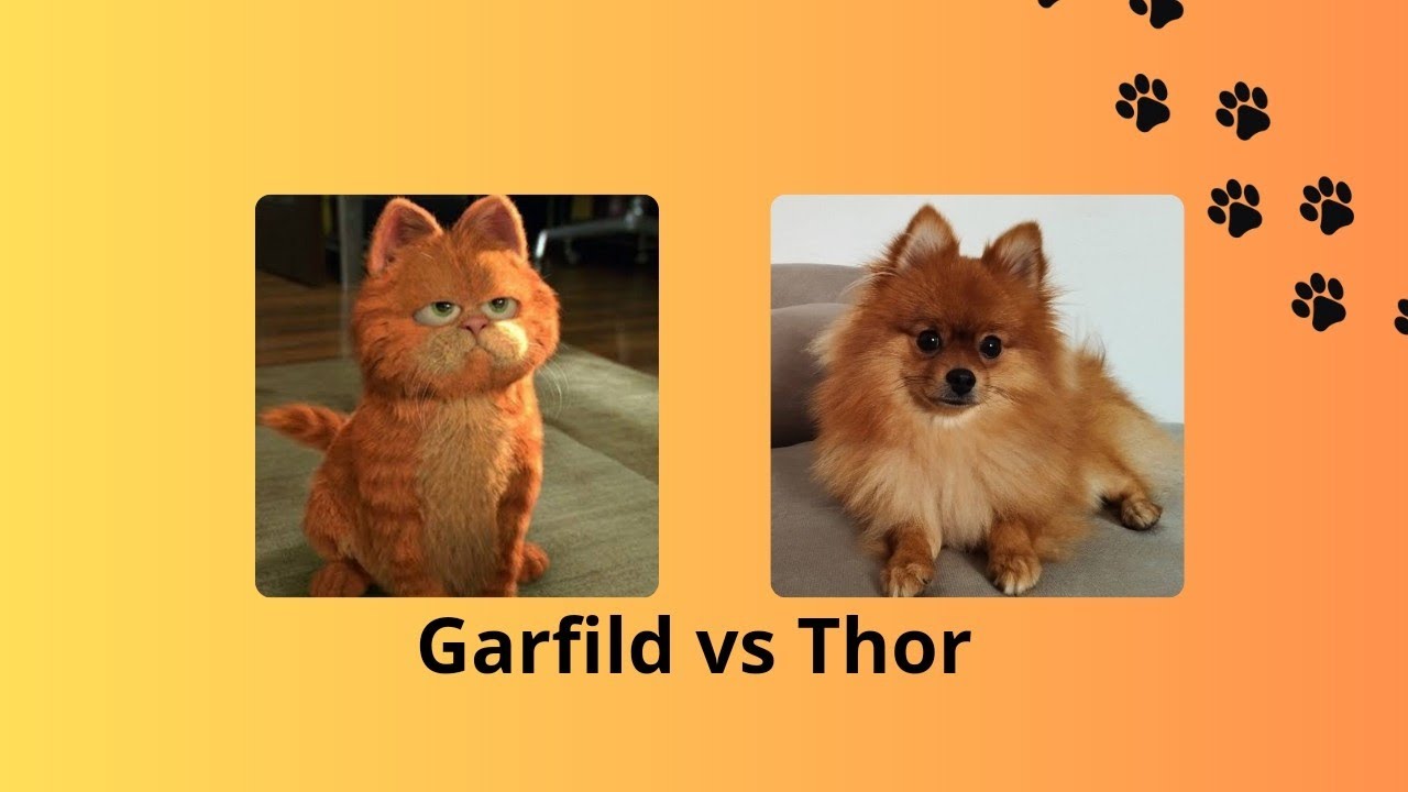 Garfield vs Thor. - YouTube
