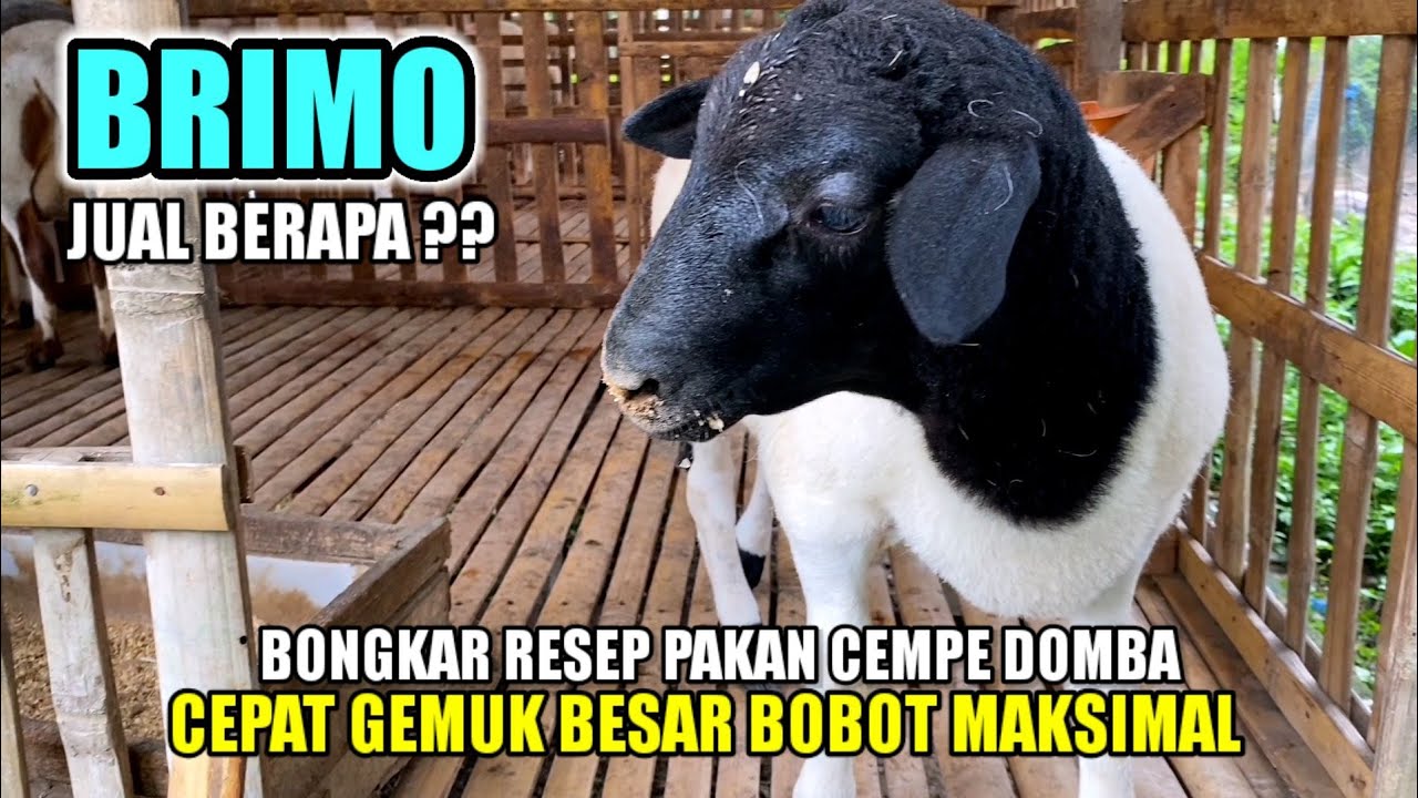 BONGKAR RESEP PAKAN CEMPE DOMBA AGAR CEPAT GEMUK DAN BESAR 4 SEHAT 5 ...