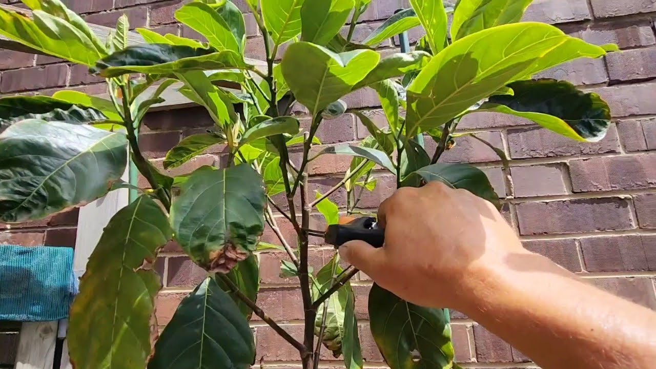 Late Summer Mangoes - Pruning Jackfruit - New Custard Apple - YouTube