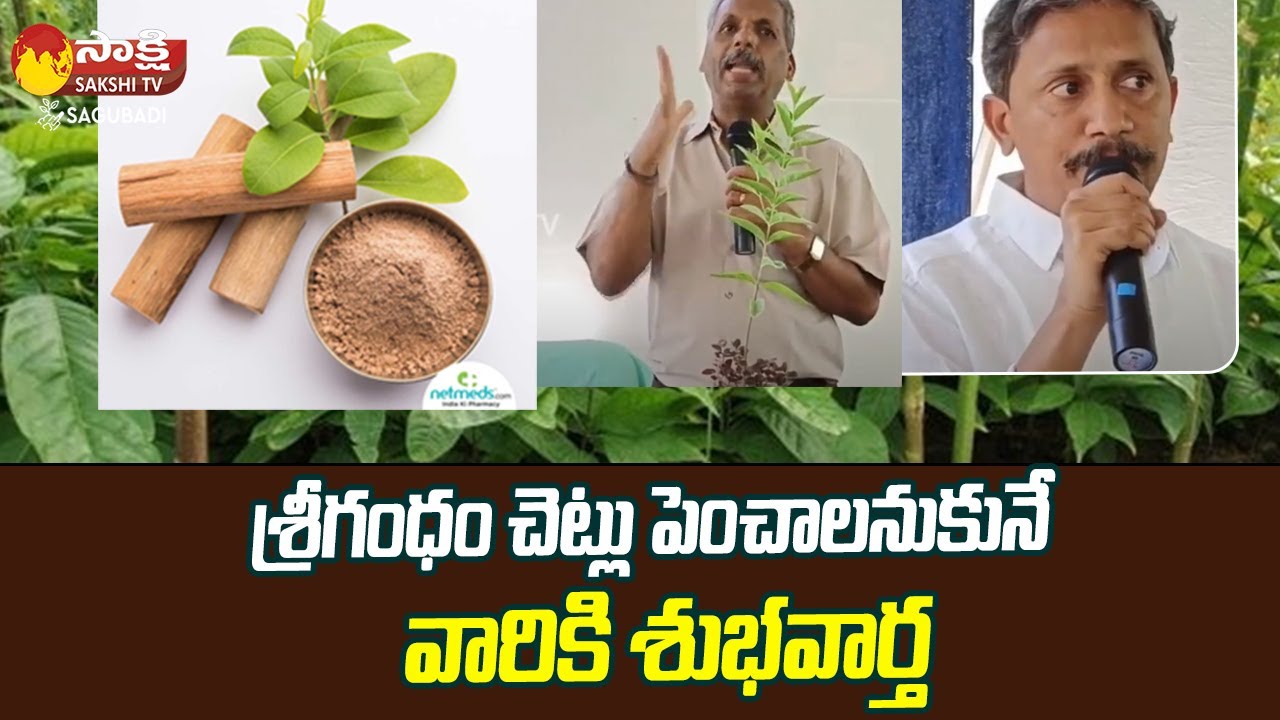 Good News For Those Who Want To Grow Srigandham Trees | Sri Gandham ...