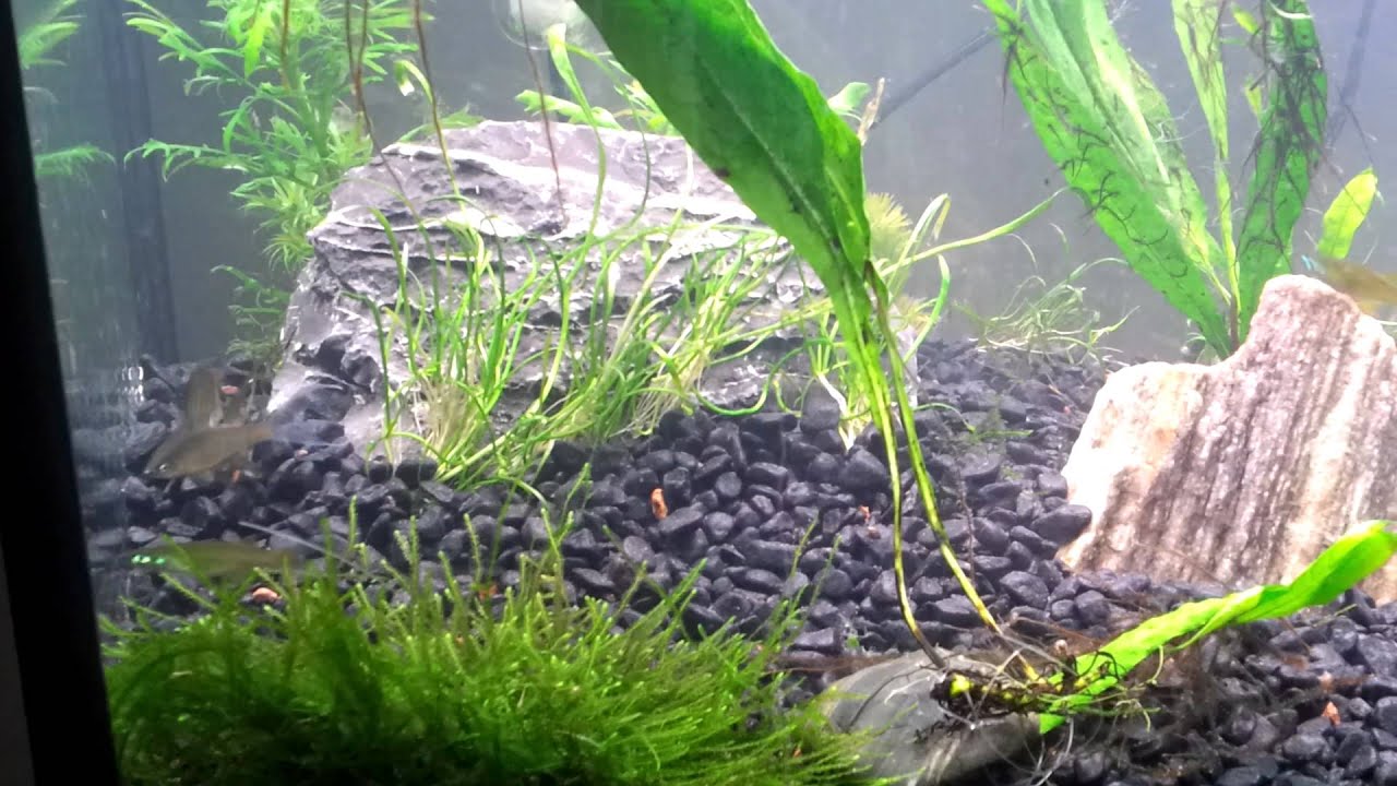 Threadfin rainbowfish flaring - YouTube