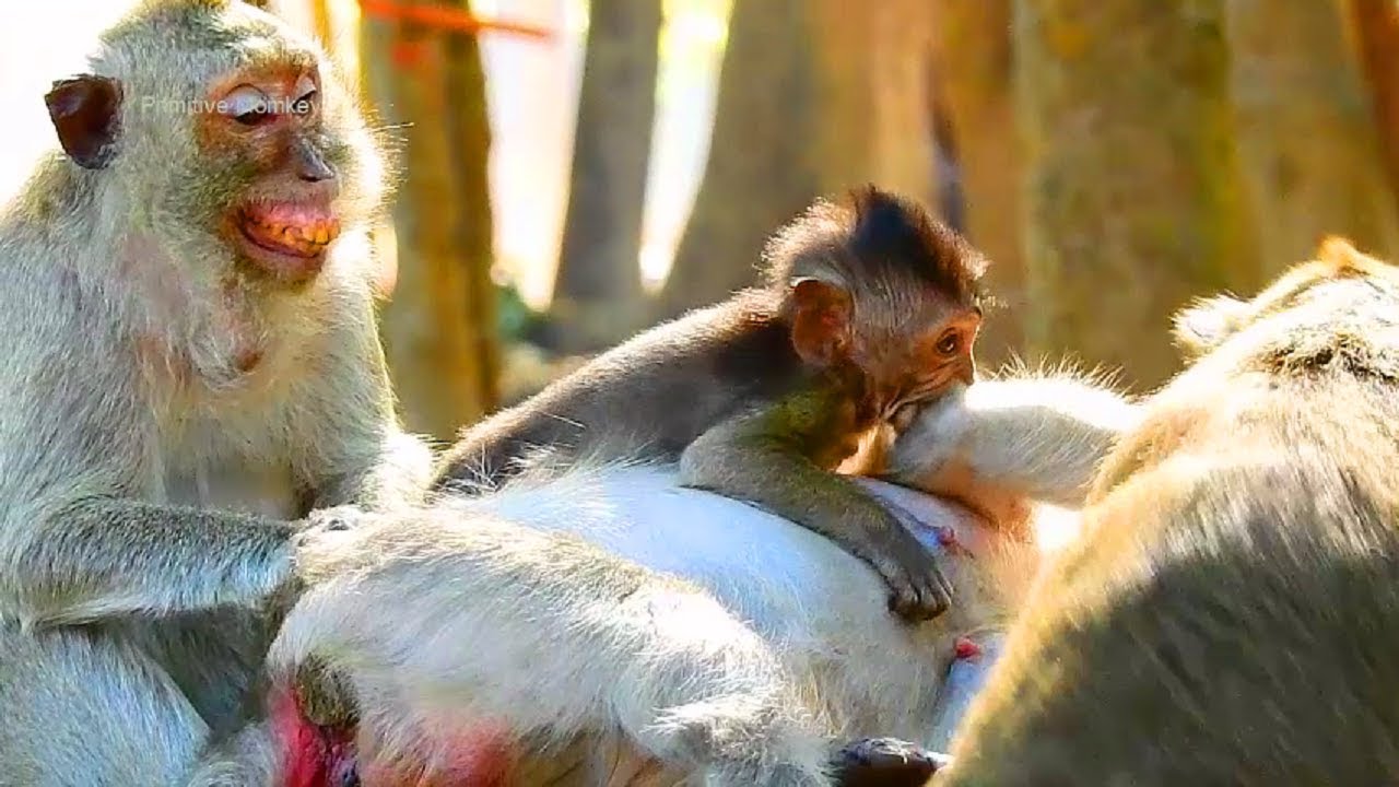 Lucy Old Monkey Very Terrify When Dolly Catching Baby Timo, So Lucy ...