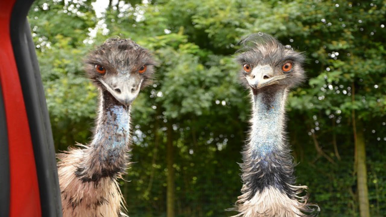Emu | Pronunciation | Meanings | Definition | Pictures | Birds Name ...