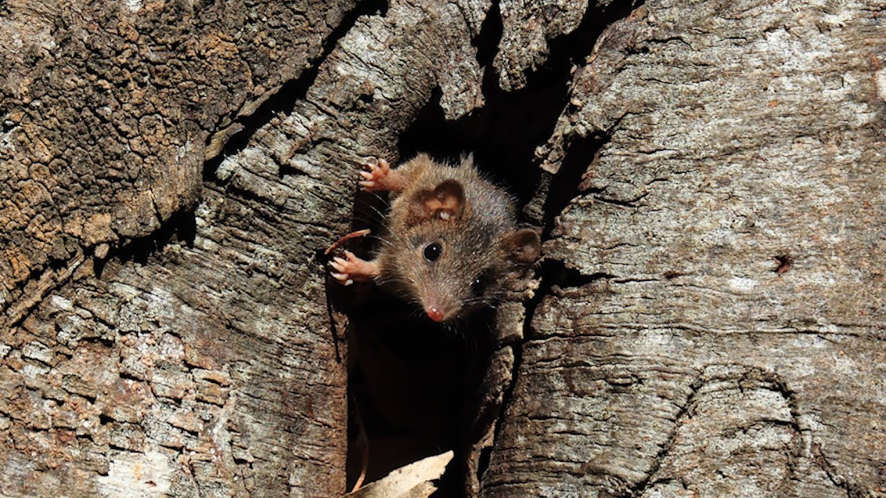 Wildlife Photography: stores of the Agile Antechinus - YouTube