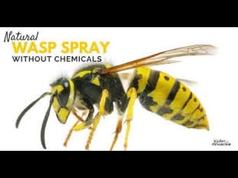 DIY-How To Naturally Kill Wasps w/Soap & Water - YouTube