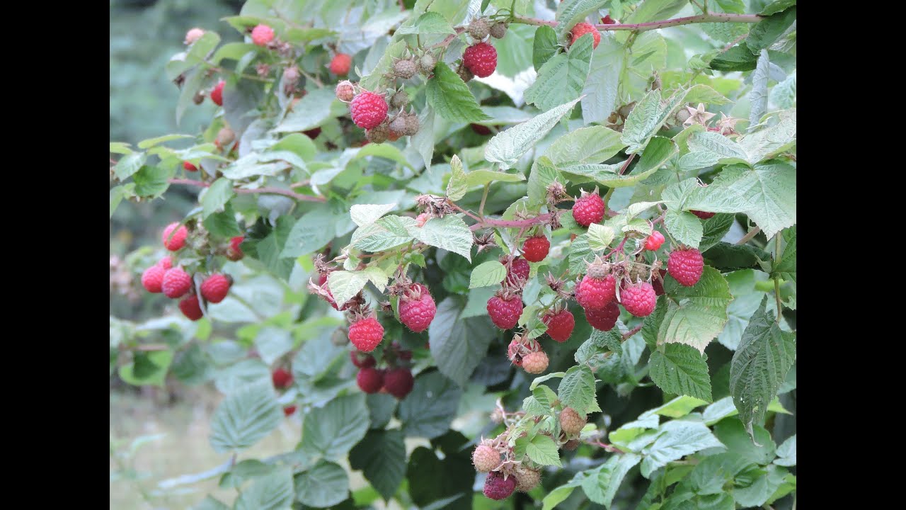 Nova Red Raspberries - Fall Harvest 2024 Growing Zone 6b - YouTube