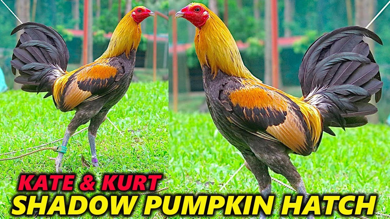 Shadow Pumpkin Phyton Black White Venom Calpara Peruvian Kate & Kurt Farm - YouTube