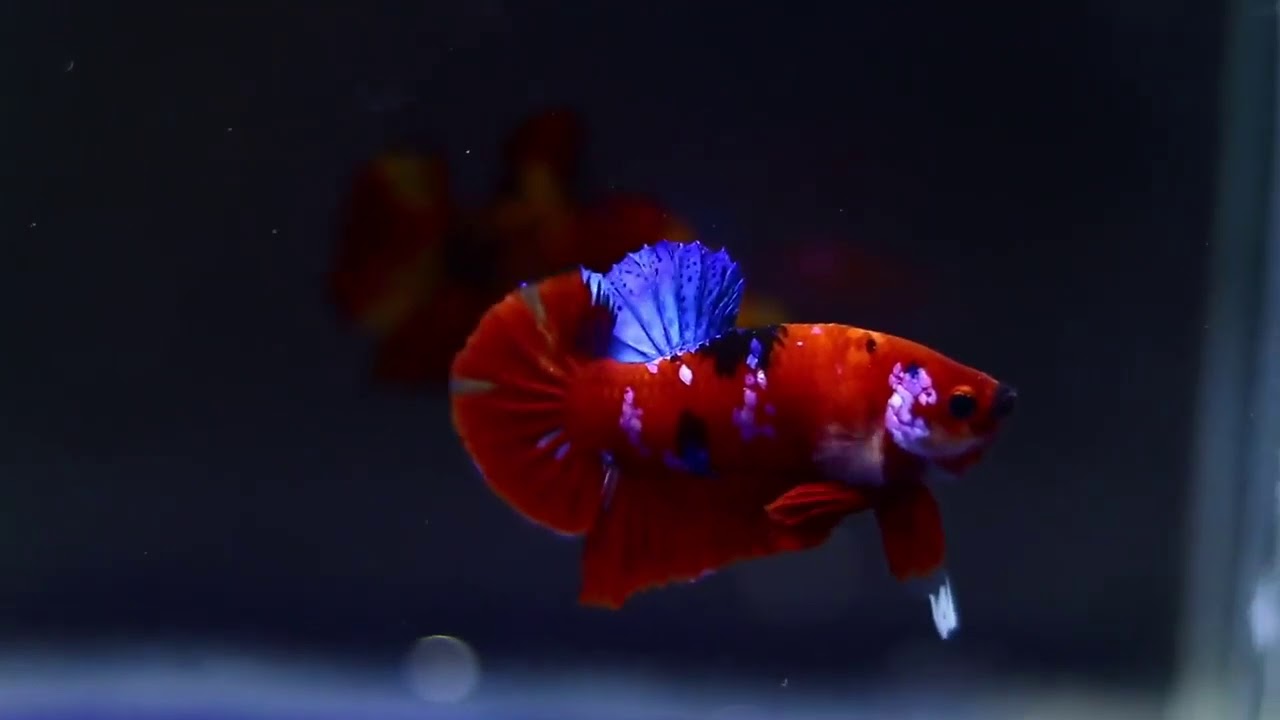 Red Nemo Galaxy / Galaxy Nemo - YouTube