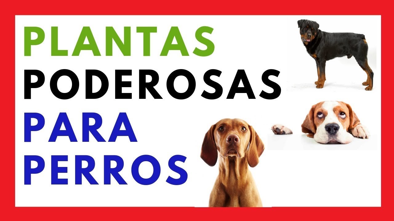 🐕 7 [PODEROSOS] Remedios con plantas para PERROS - YouTube