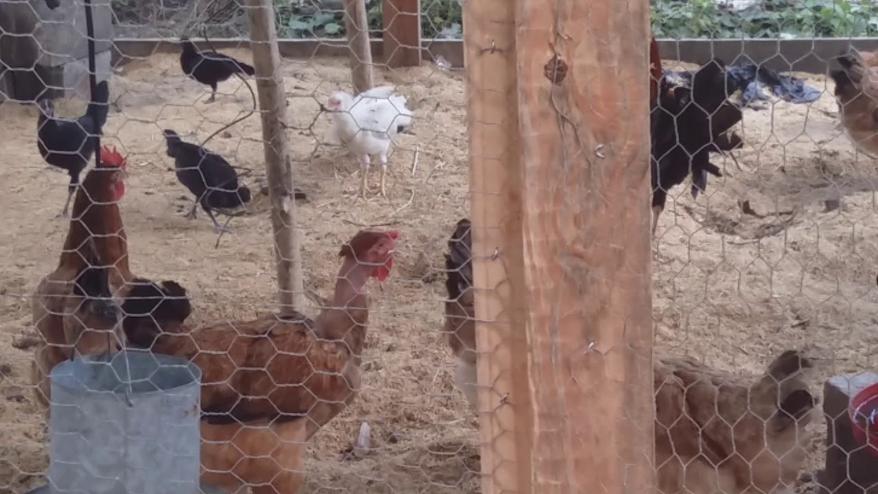 Family of chickens - YouTube