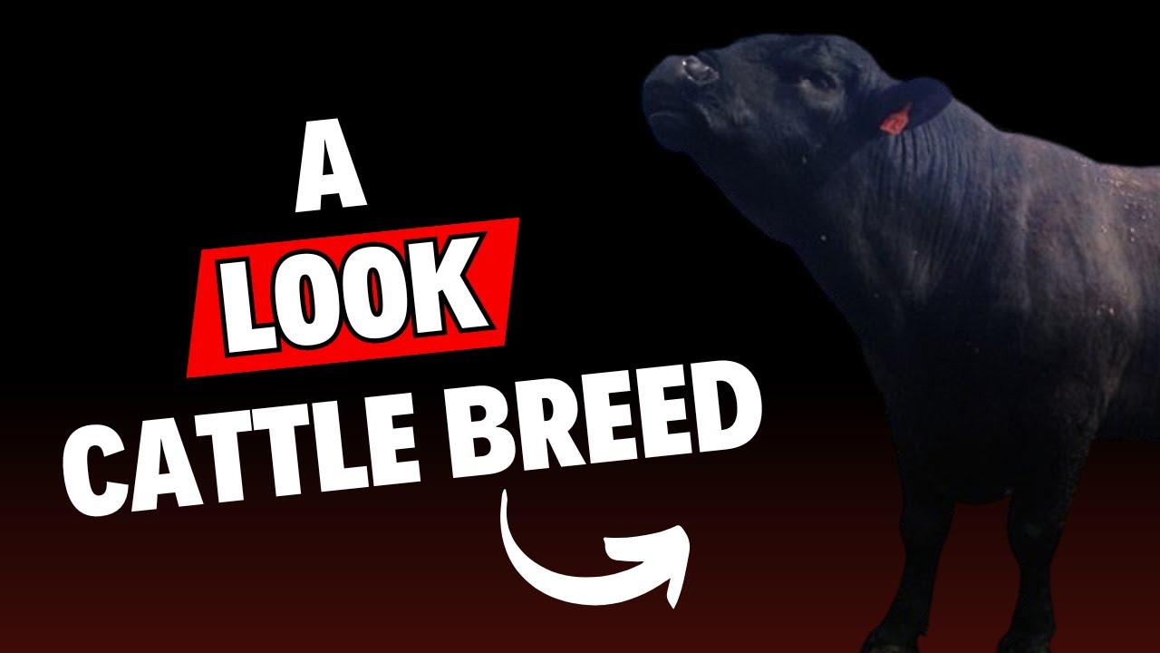 A Beefy History: A Look At The ANGUS Cattle Breed - YouTube