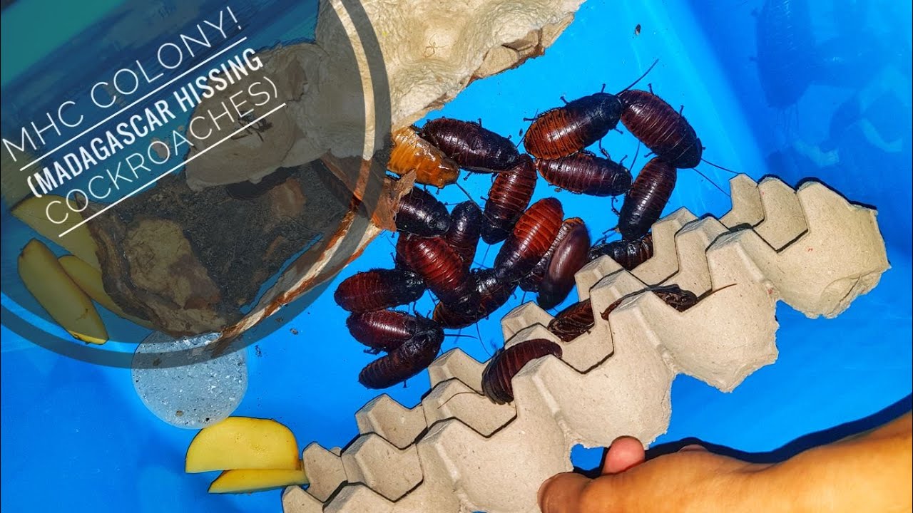 NEW FEEDER COLONY | MADAGASCAR HISSING COCKROACHES - YouTube