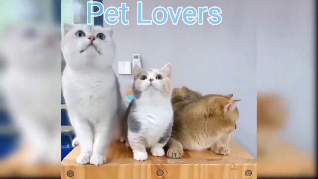 BABY CATS / Cute and funny baby cats / compilation#1 - YouTube