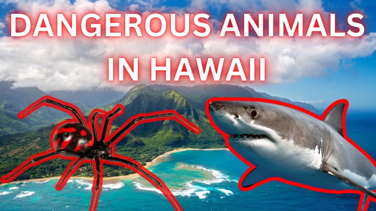 DANGEROUS ANIMALS IN HAWAII - YouTube