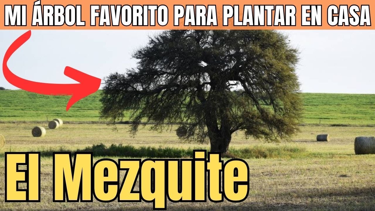 Sembrar Mezquite en Casa: El Árbol Ideal para Tu Jardín 🌳 - YouTube