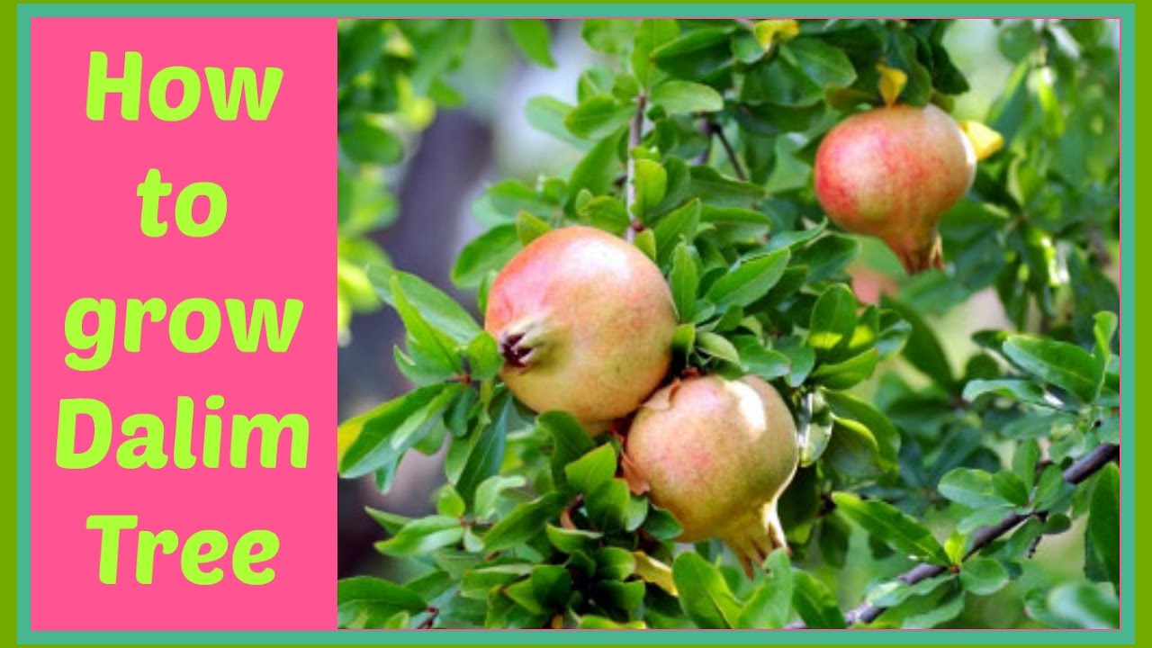 How to grow Dalim Tree # Pomegranates - YouTube