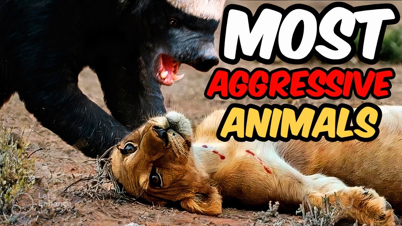 Top 4 MOST Aggressive Animals in Our Planet! 😱 - YouTube