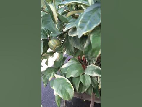 Variegat Lemon. Вариегатный лимон. Лимон с пёстрыми листьями и ...