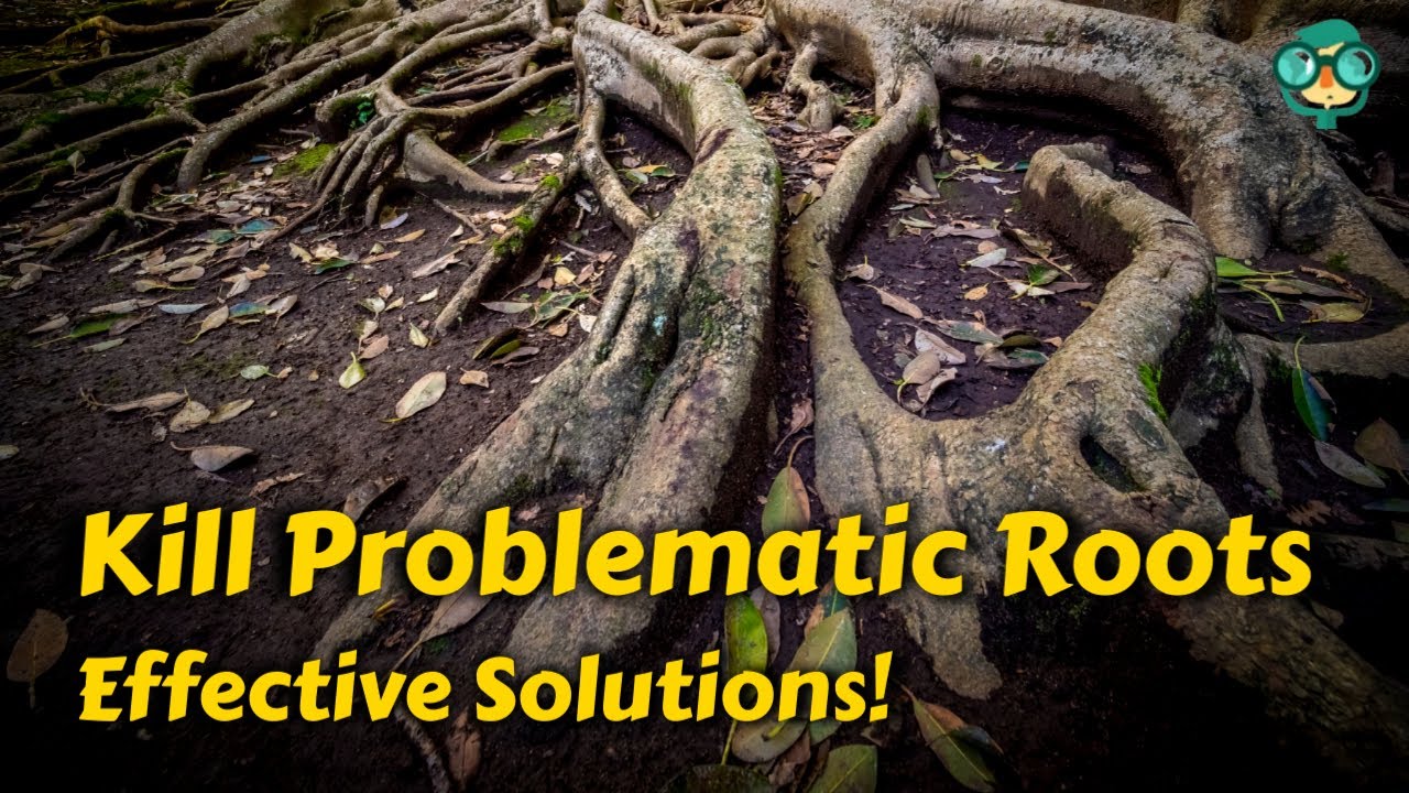 How to Kill Tree Roots in Yard || Kill Problematic Roots: Effective ...