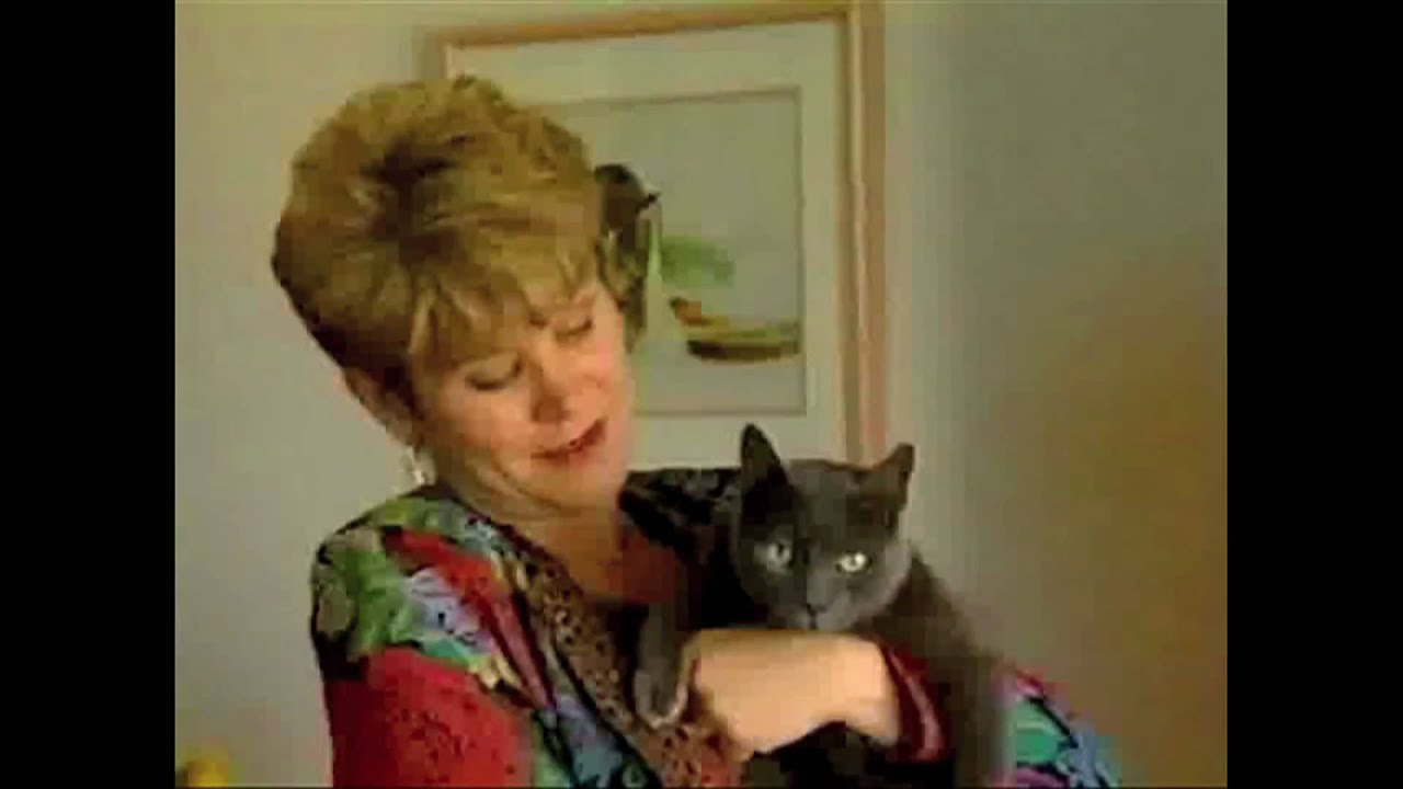 So Your Kitty Wants A Pet? - YouTube