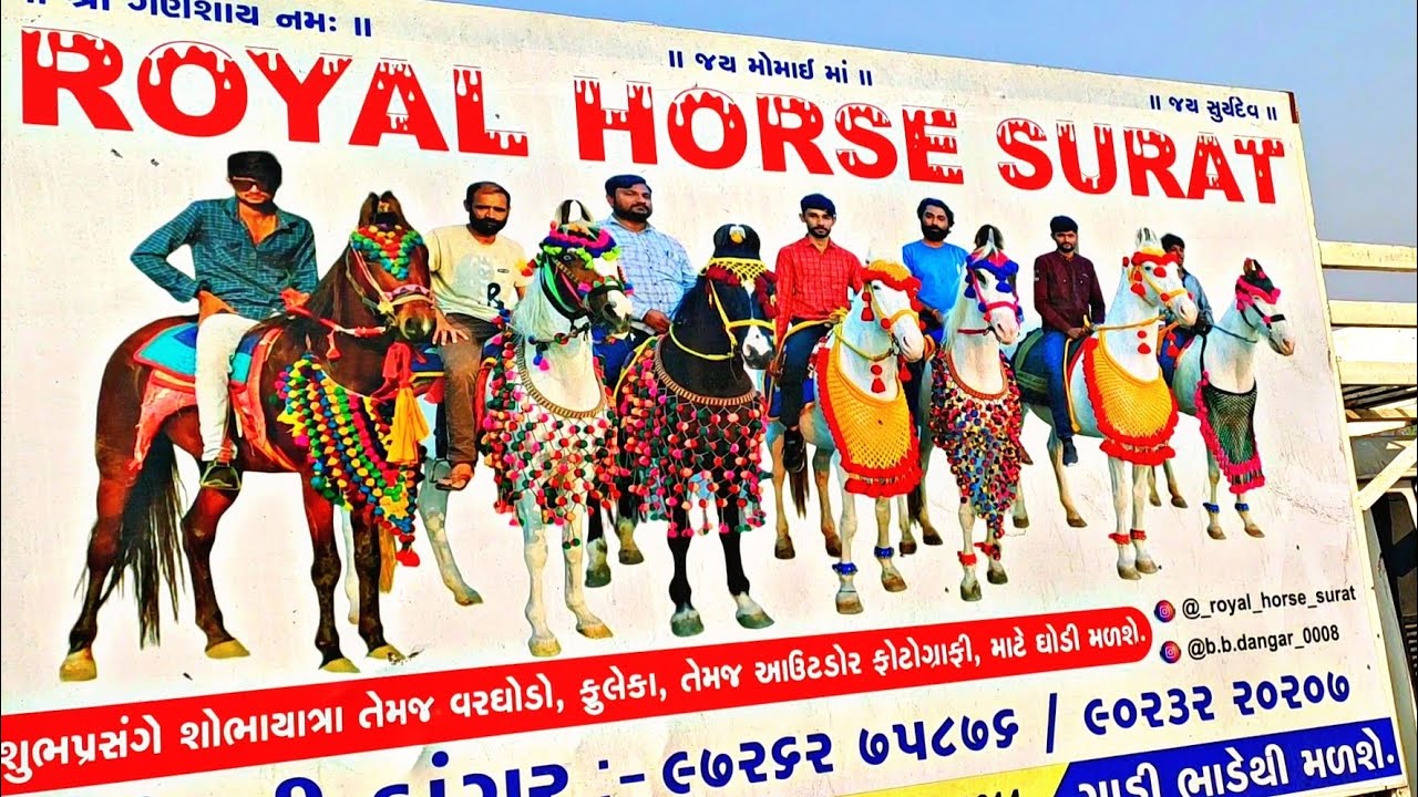 Royal Horse Surat ||Beutifull Ashw Farm In Surat|| #farm - YouTube