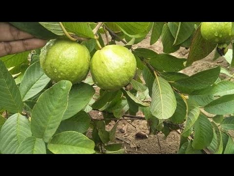 L49 Gouva plant farming - YouTube