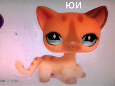 Мои любимые пэты и их семьи - YouTube