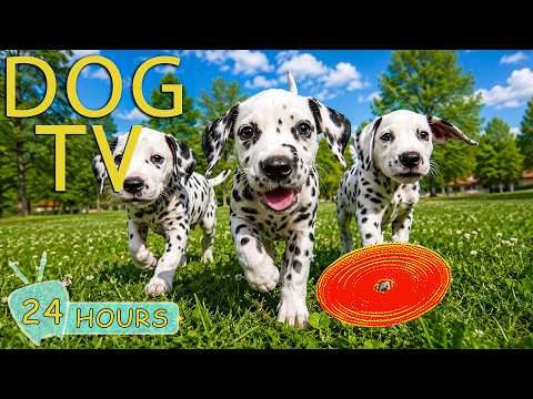 DOG TV: Best Anti-Anxiety Videos for Dogs to Watch All Day Help Relax - Happy Music for Dogs