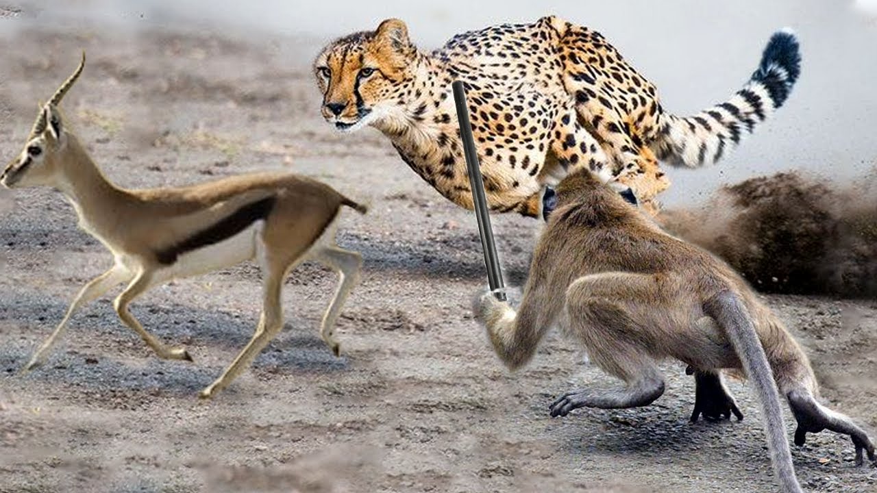 Monkey Saves Impala From The Clutches Of Leopard - YouTube