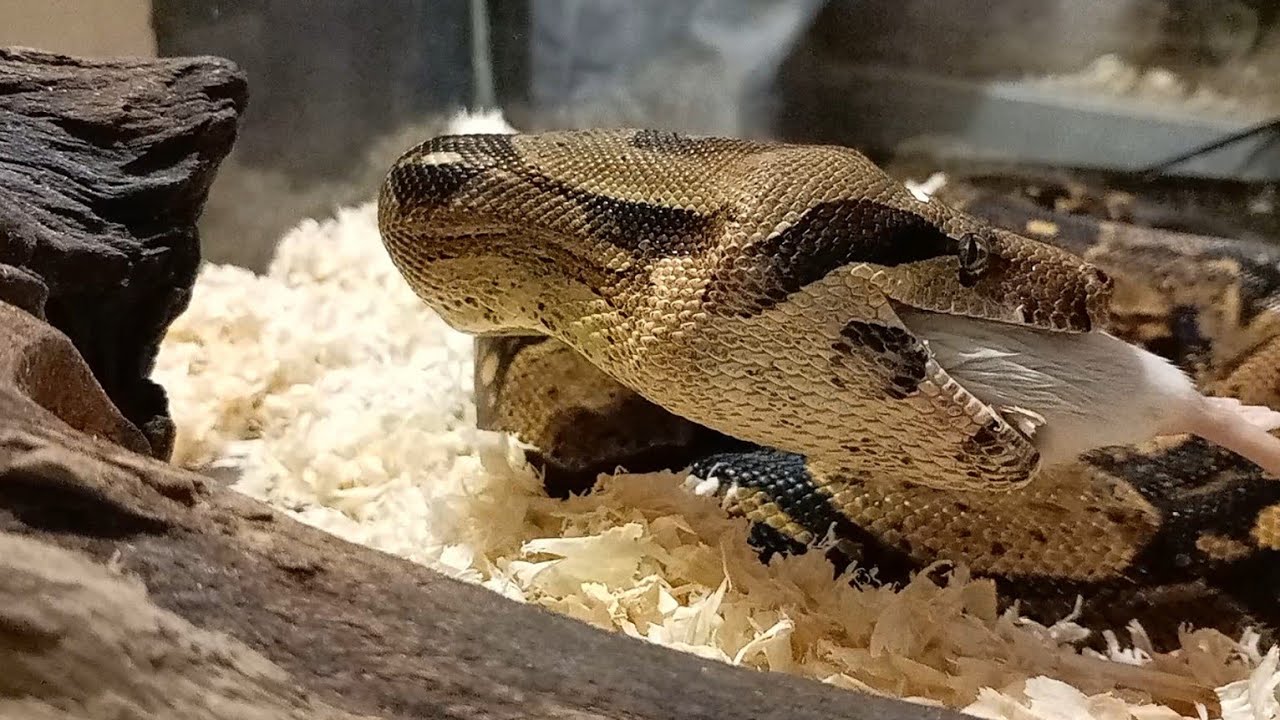 Snake Feed | Boa-constrictor INCREDIBLE Footage! - YouTube