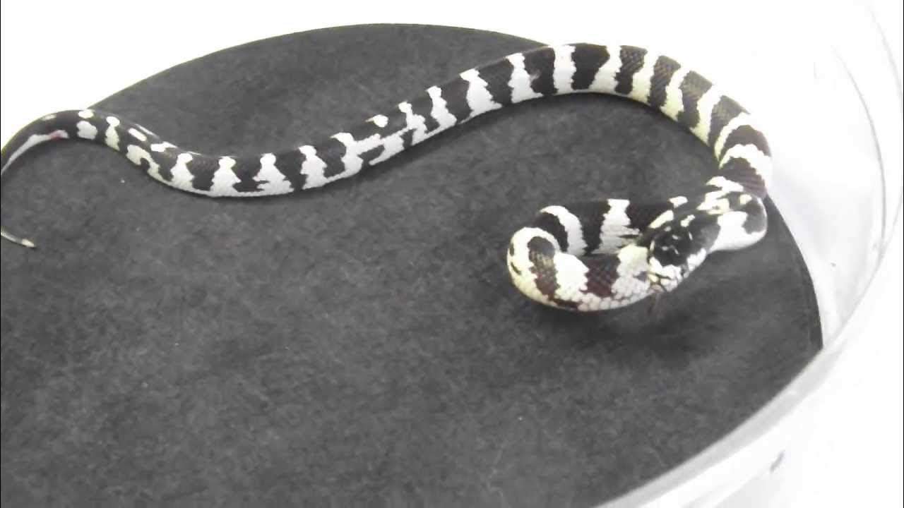 Baby King Snake with an attitude :) - YouTube