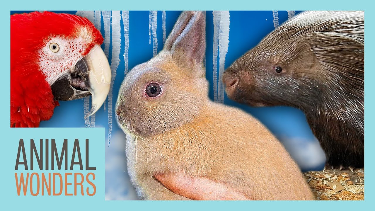 Keeping The Animals Safe In Freezing Temperatures! - YouTube