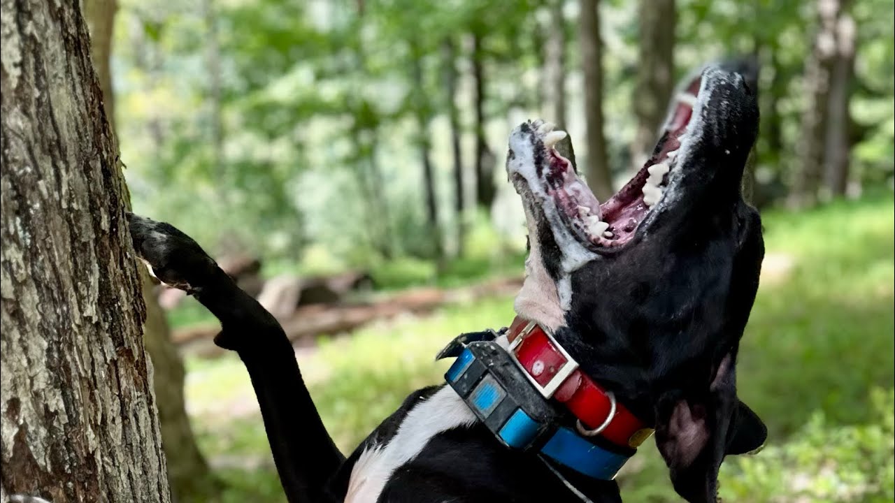 Crazy Horse getting deep on a short August hunt - YouTube