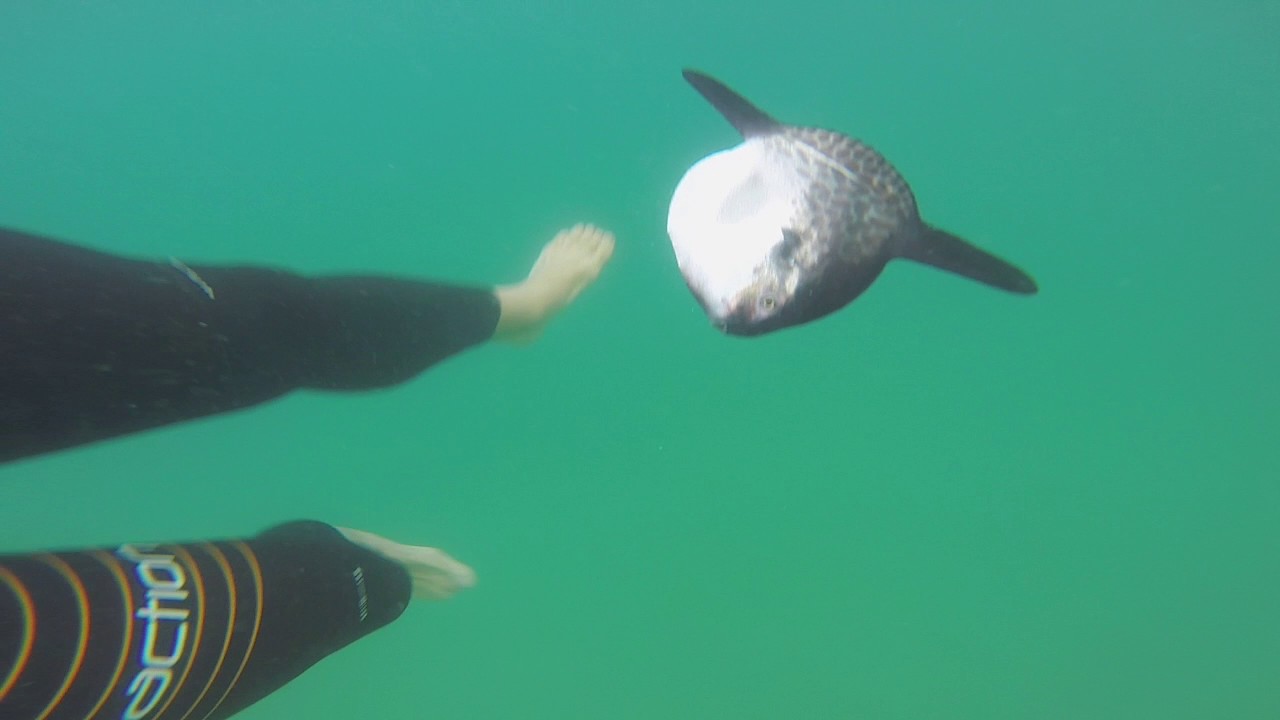 Bump-head sunfish (Mola alexandrini) - YouTube