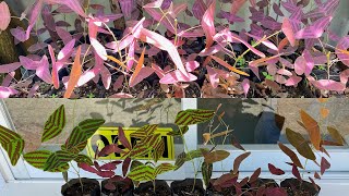 HOW TO PROPAGATE BUTTERFLY WINGS | CRISTIA OBCORDATA | CUTTINGS AND SEEDS