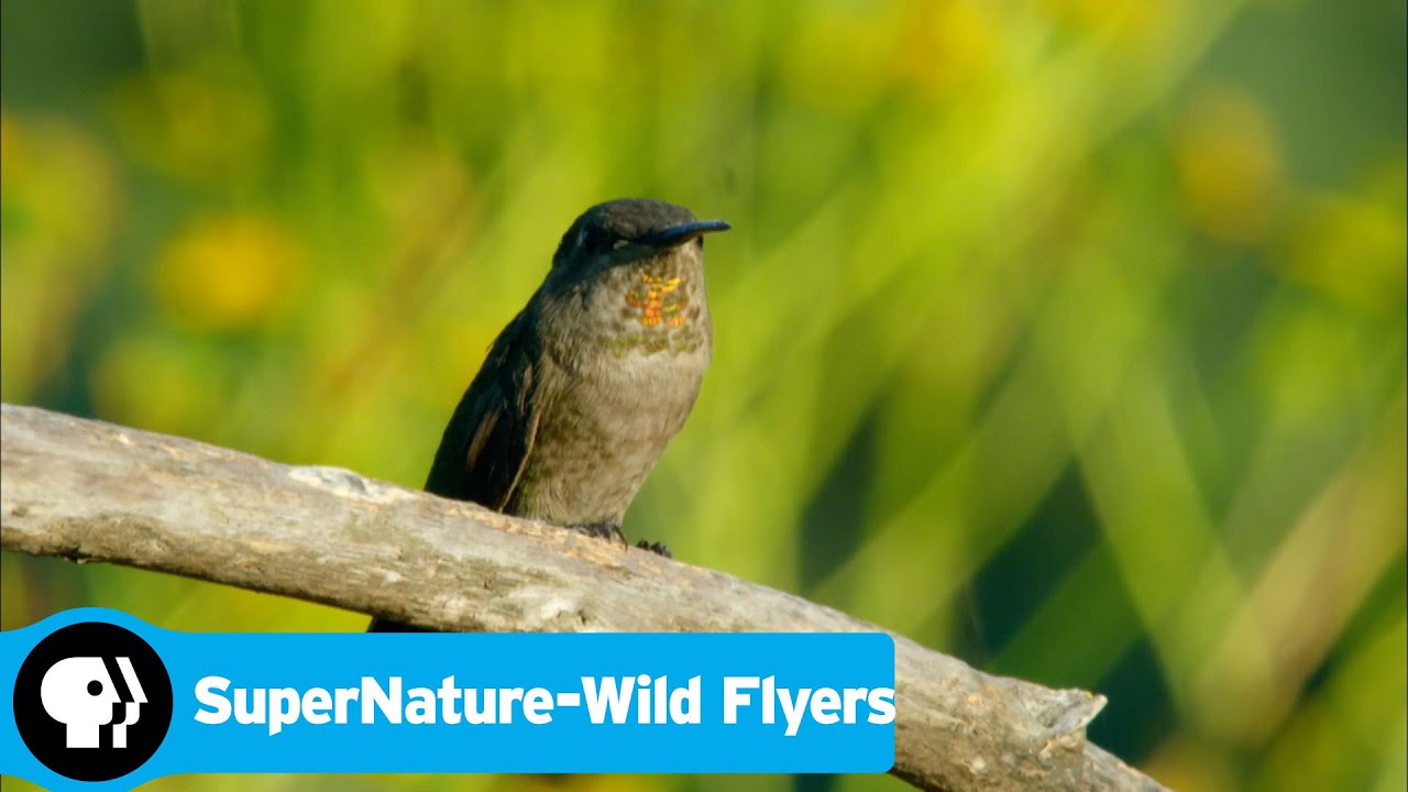 SUPERNATURE - WILD FLYERS | Anna's Hummingbird | PBS - YouTube