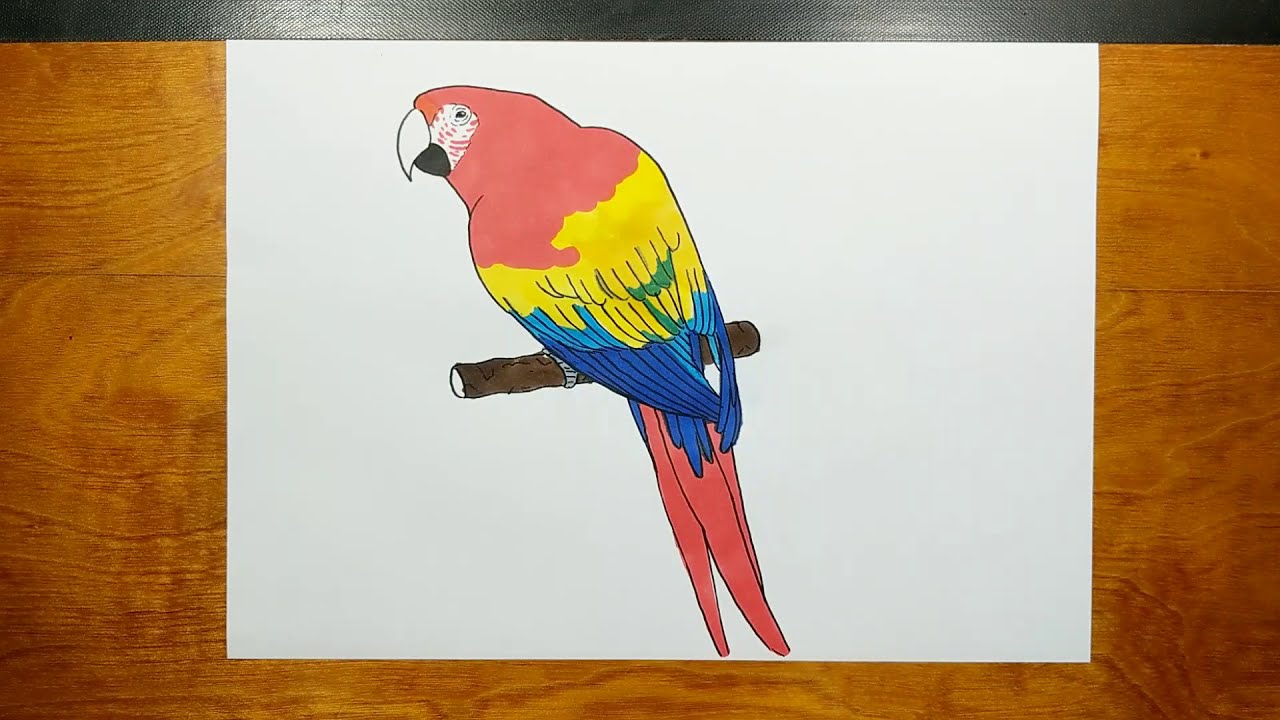 How to draw and coloring MACAU BIRD step by step - YouTube
