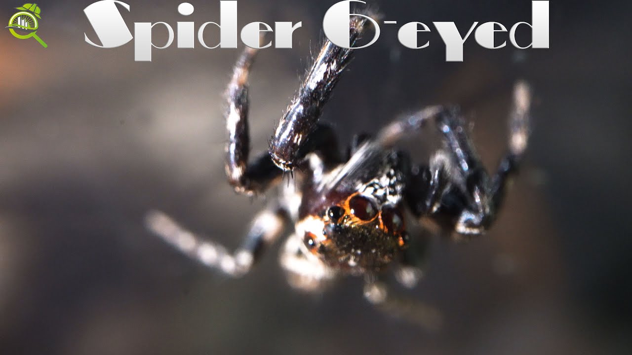 Strange six-eyed spider | 4K Insect | TCD Detective - YouTube