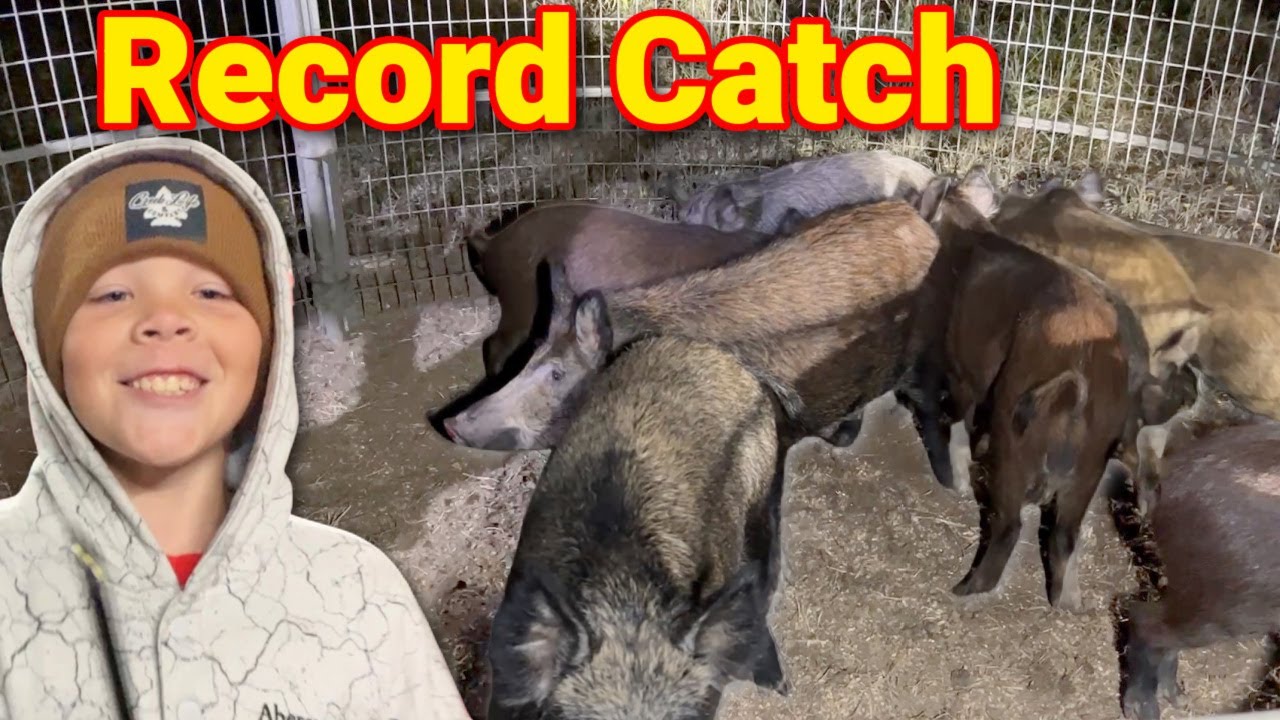 Record Hog Catch in One Drop! - YouTube