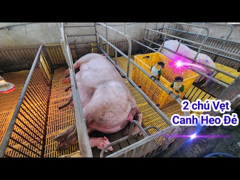 Thành viên mới tham gia Canh Heo Đẻ 