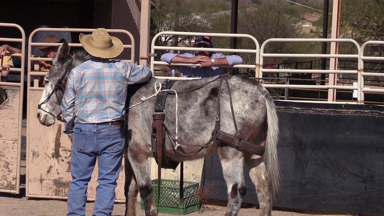 A Crupper for Mules and Donkeys — Should I Use A Crupper? - YouTube